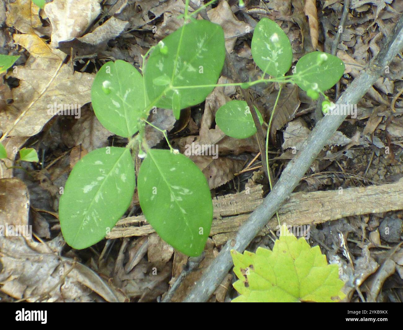 False Flowering Spurge (Euphorbia pubentissima Stock Photo - Alamy