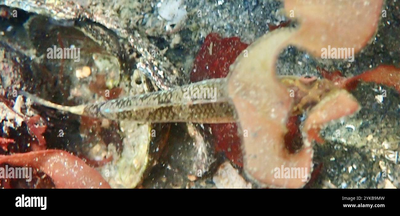 Two spotted goby hi-res stock photography and images - Alamy
