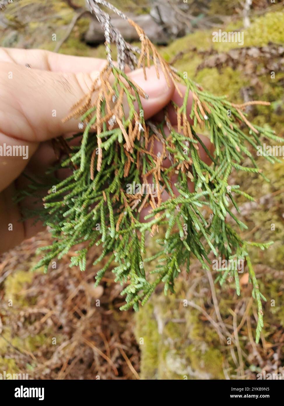 Seaside Juniper (Juniperus maritima Stock Photo - Alamy