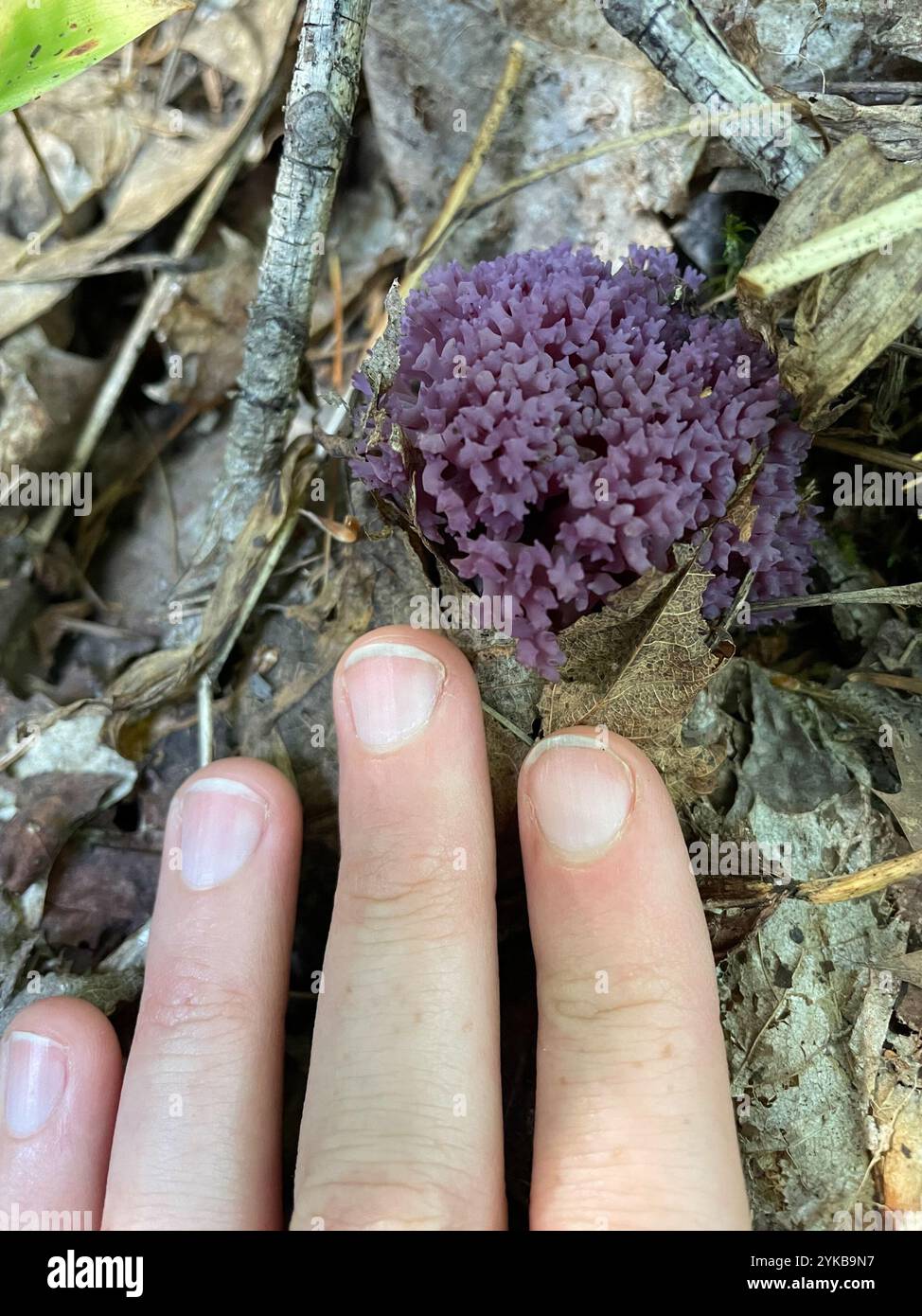 violet coral fungus (Clavaria zollingeri Stock Photo - Alamy