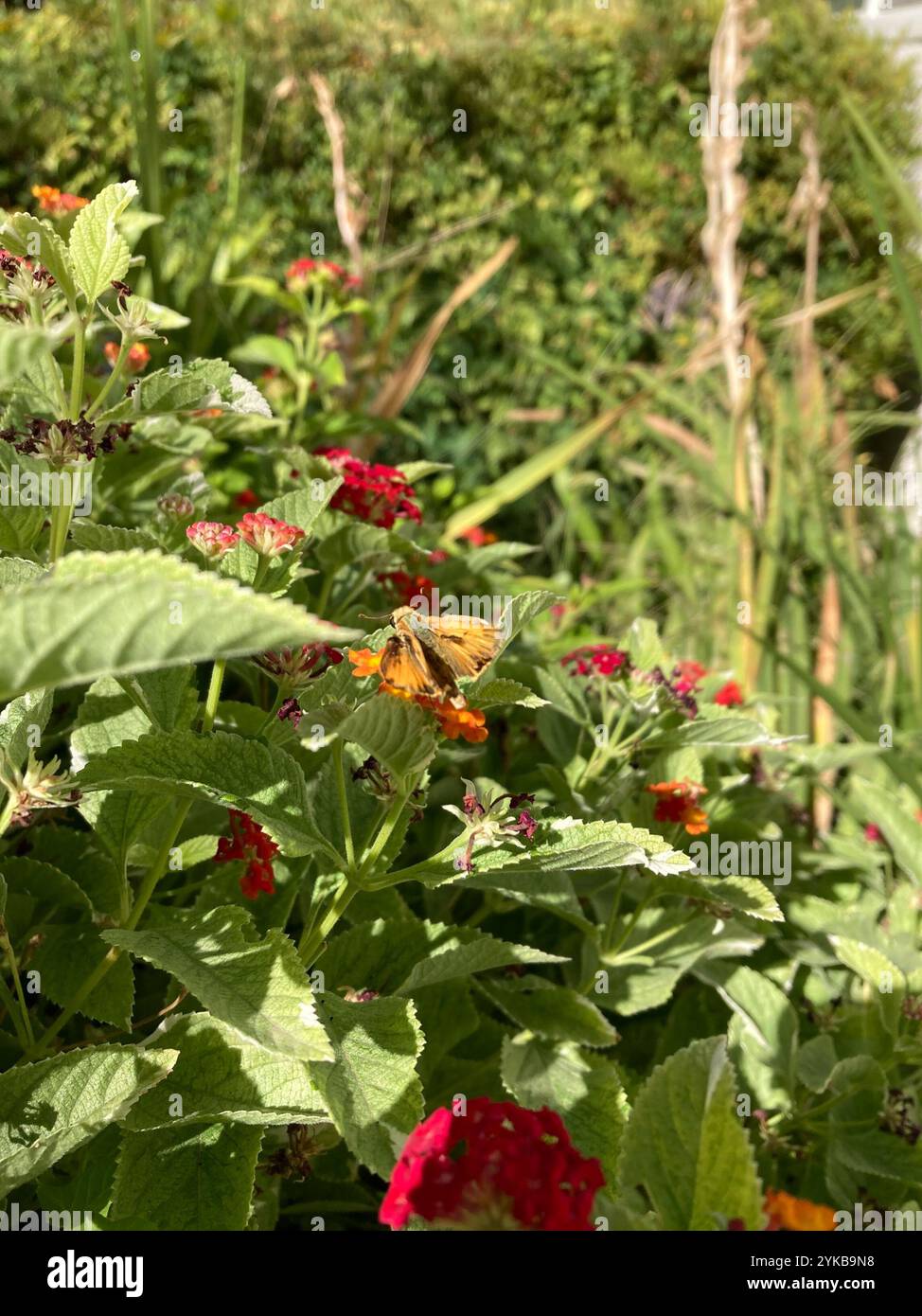 Fiery Skipper (Hylephila phyleus Stock Photo - Alamy