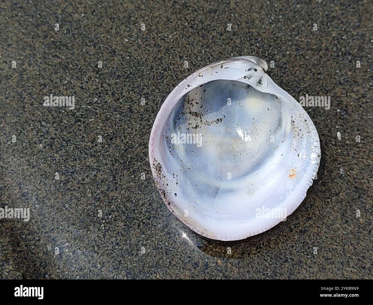 Chinese Venus Clam (Cyclina sinensis Stock Photo - Alamy