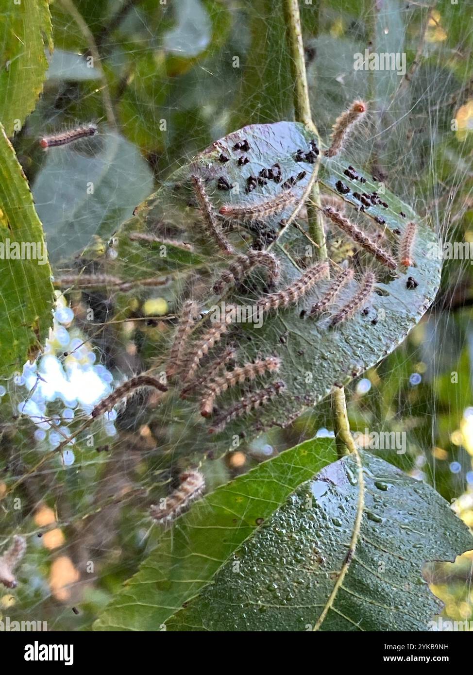 Fall Webworm Moth (Hyphantria cunea Stock Photo - Alamy
