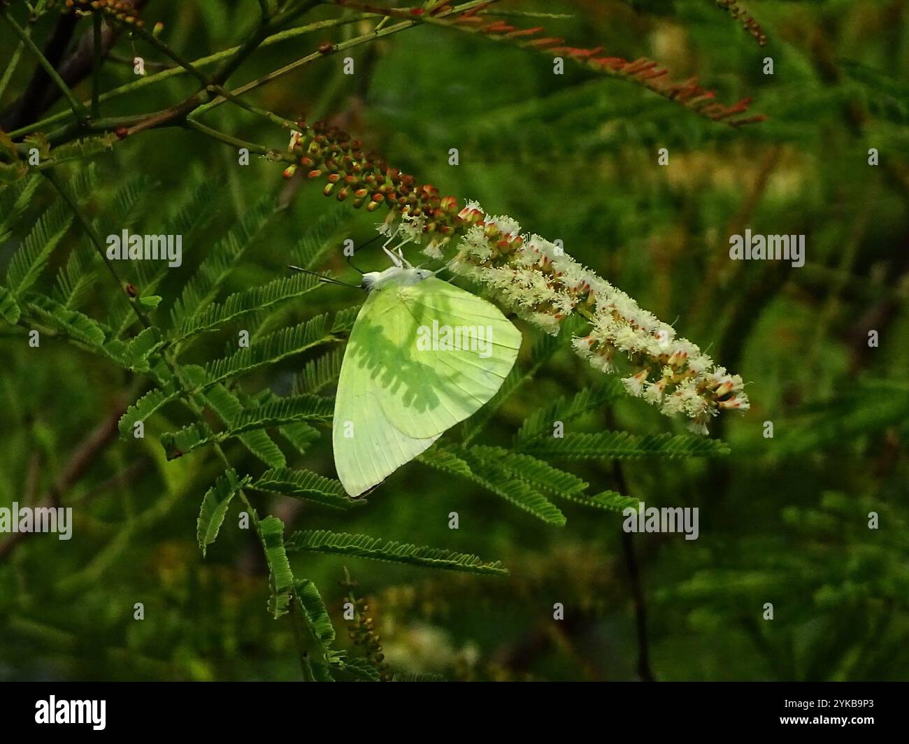 Red Cutch Tree (Senegalia chundra Stock Photo - Alamy