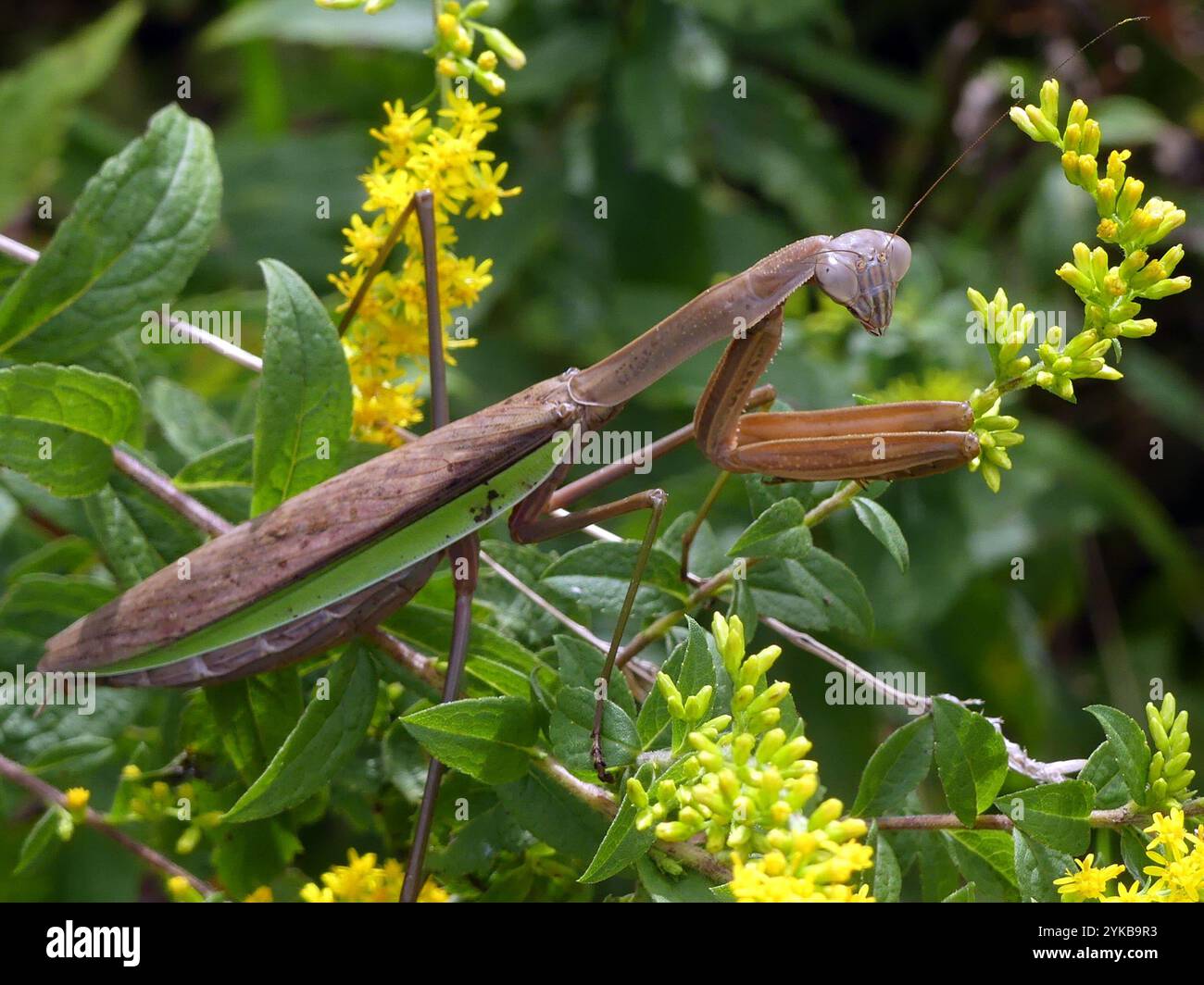 Chinese Mantis (Tenodera sinensis Stock Photo - Alamy