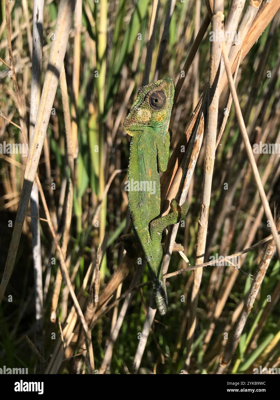 Cape Dwarf Chameleon (Bradypodion pumilum Stock Photo - Alamy