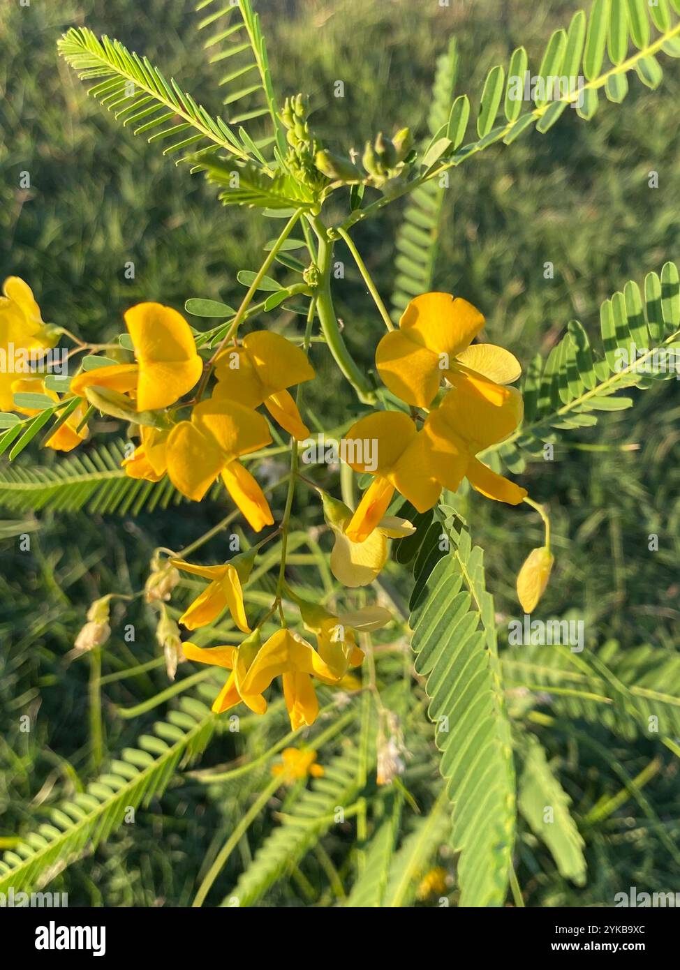 bigpod sesbania (Sesbania herbacea Stock Photo - Alamy