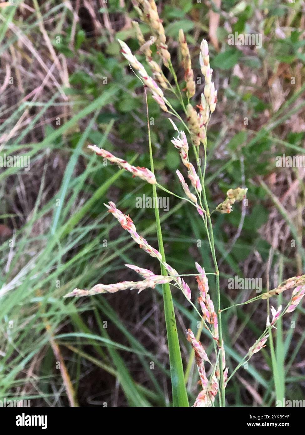 Johnson grass (Sorghum halepense Stock Photo - Alamy