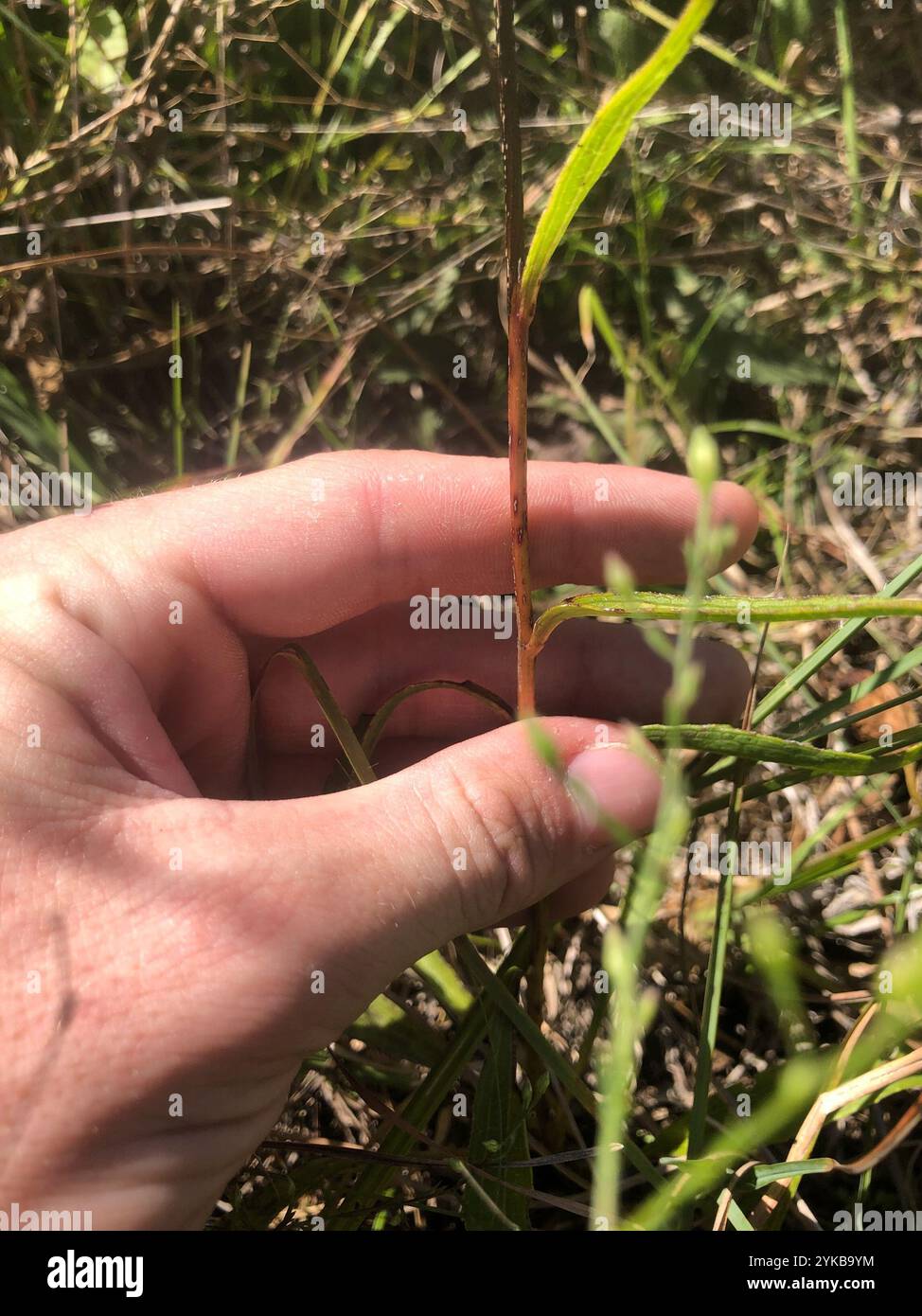 Oak Barrens Barbara's-Buttons (Marshallia legrandii Stock Photo - Alamy