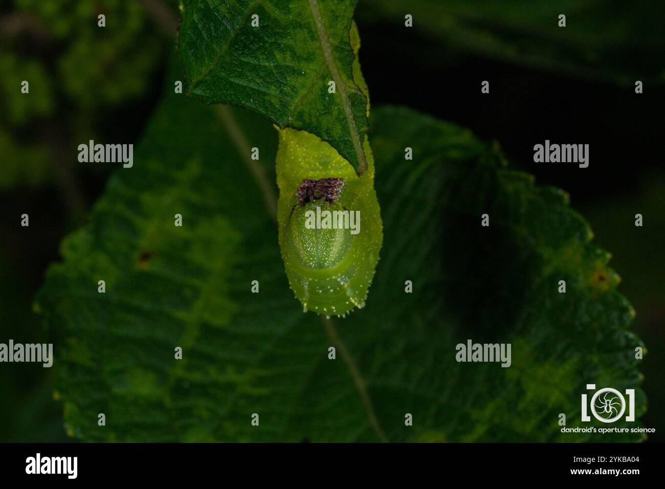 Rustic Sphinx (Manduca rustica Stock Photo - Alamy