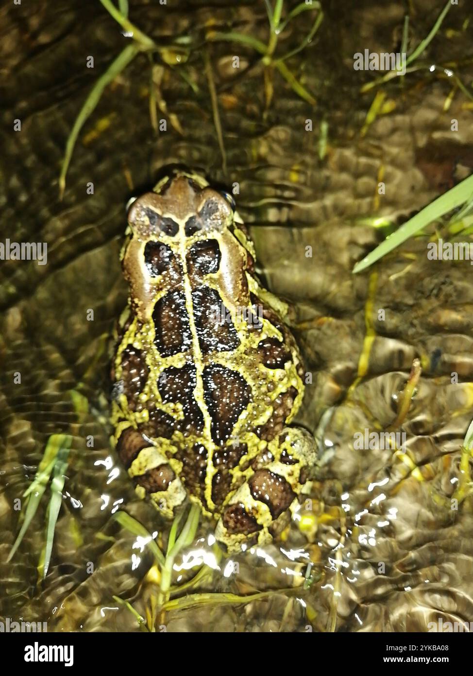 Western Leopard Toad (Sclerophrys pantherina Stock Photo - Alamy
