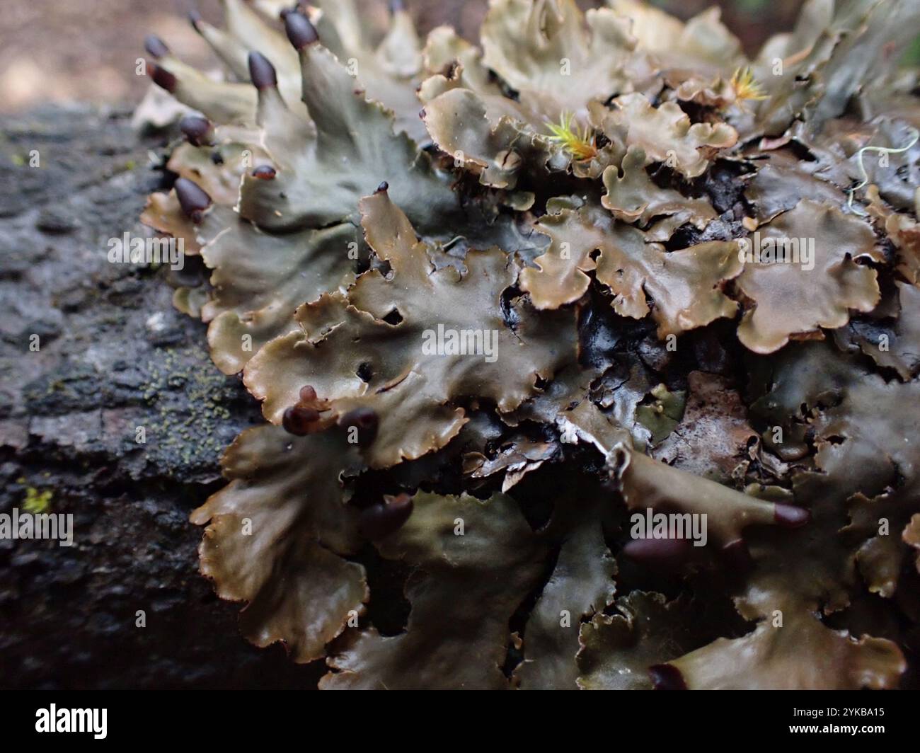 common lichens (Lecanoromycetes Stock Photo - Alamy