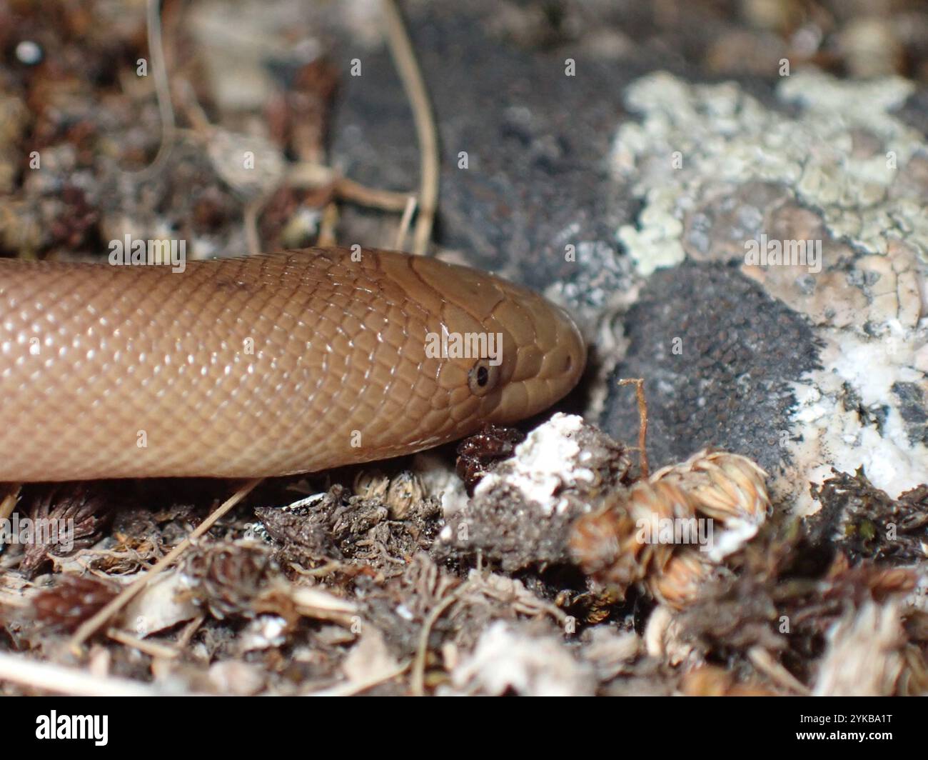 Northern Rubber Boa (Charina bottae Stock Photo - Alamy