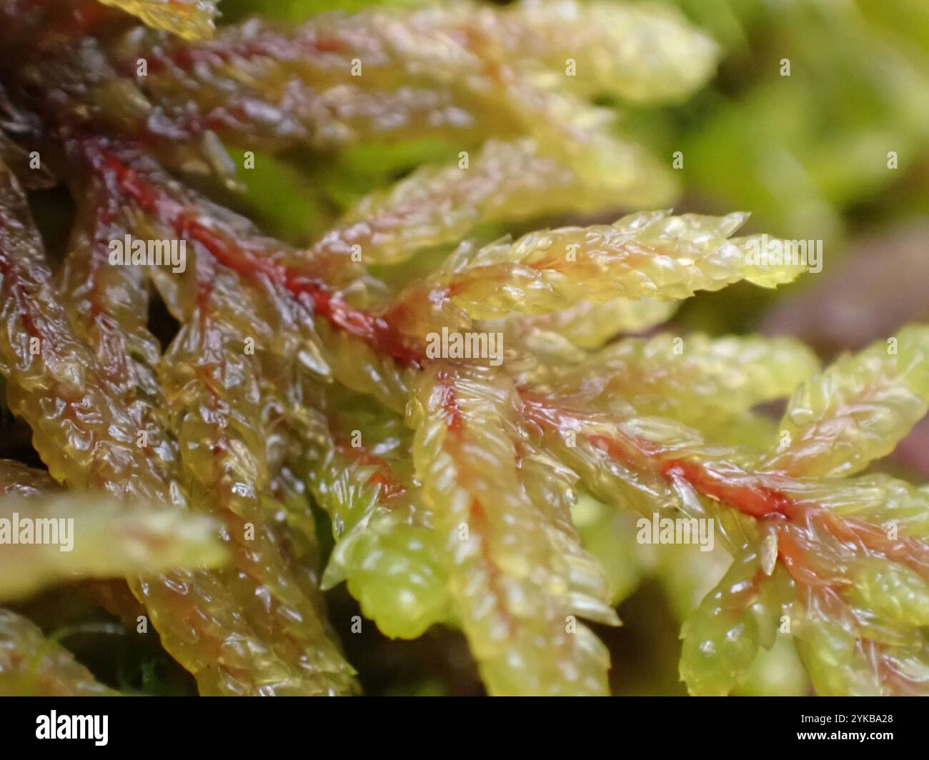 Red-stemmed Feather Moss (Pleurozium schreberi Stock Photo - Alamy