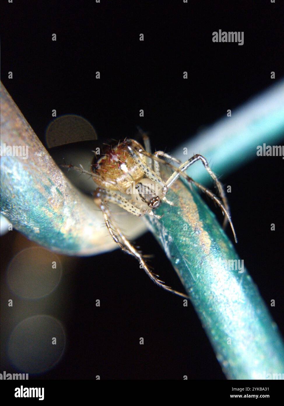 Common Pirate Spider (Mimetus puritanus Stock Photo - Alamy