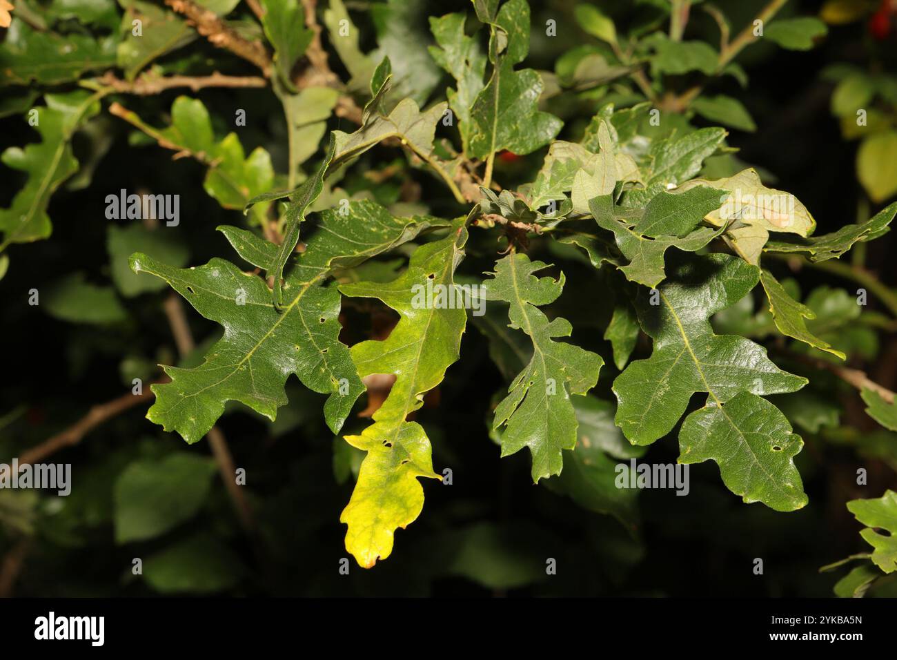Turkey Oak (Quercus cerris Stock Photo - Alamy