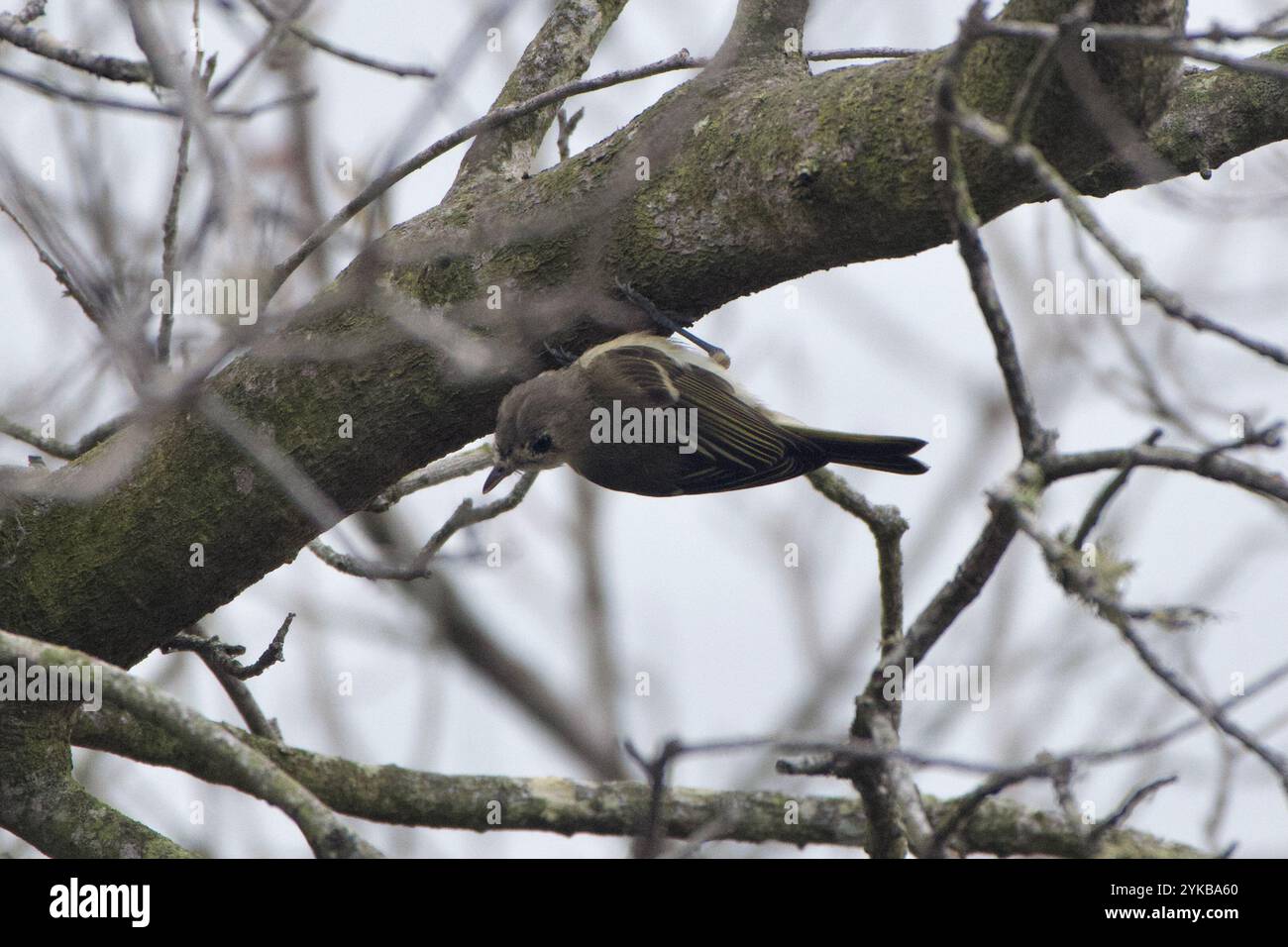 Hutton's Vireo (Vireo huttoni Stock Photo - Alamy