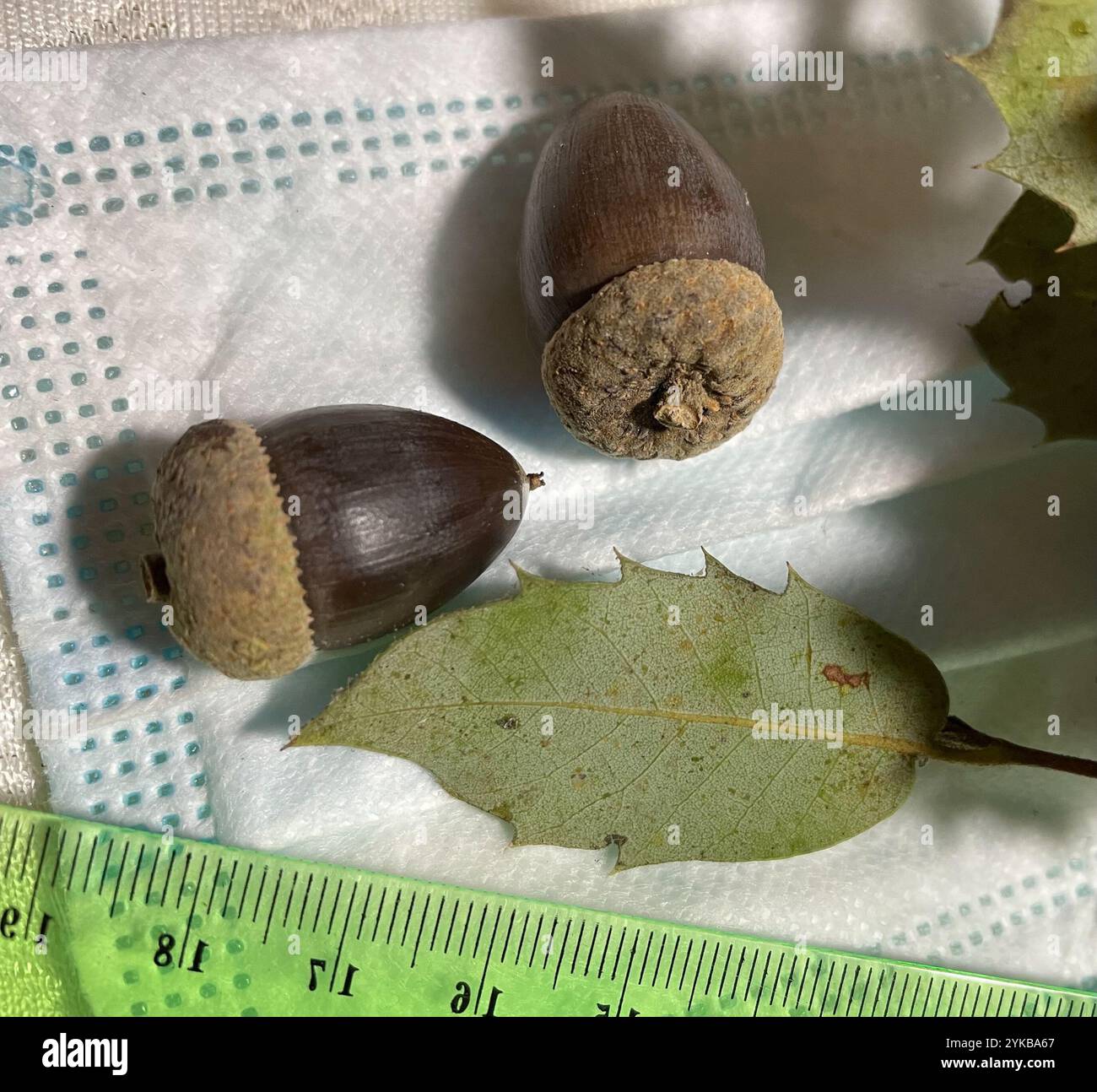 canyon live oak (Quercus chrysolepis Stock Photo - Alamy