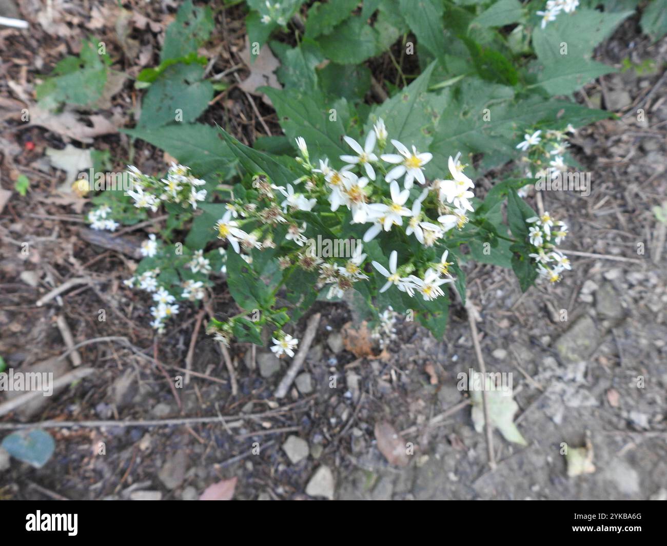wood asters (Eurybia Stock Photo - Alamy