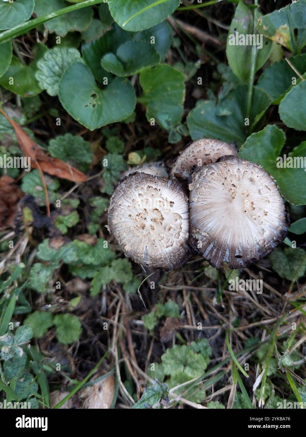 scaly ink cap (Coprinopsis variegata Stock Photo - Alamy