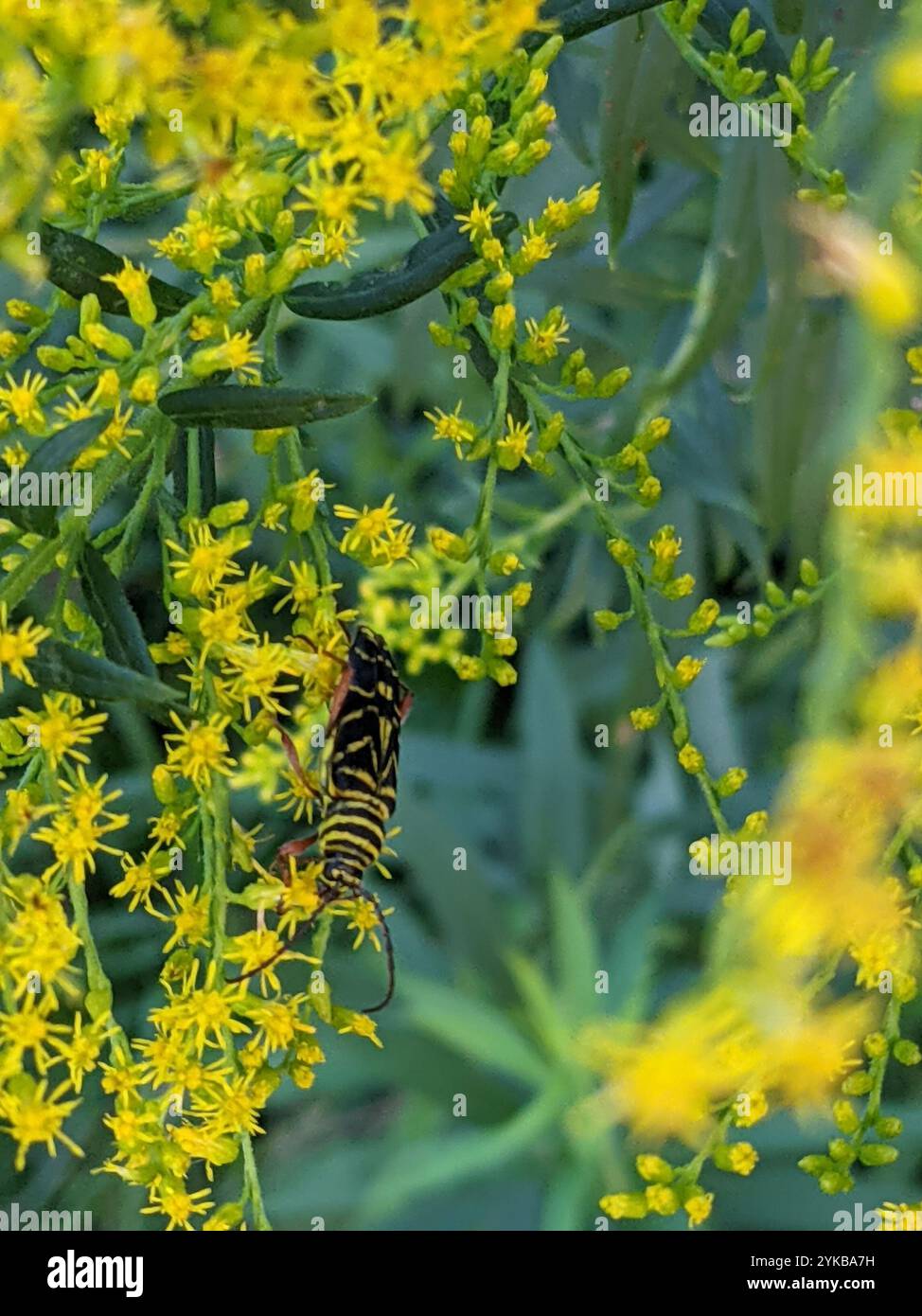 Locust Borer (Megacyllene robiniae Stock Photo - Alamy