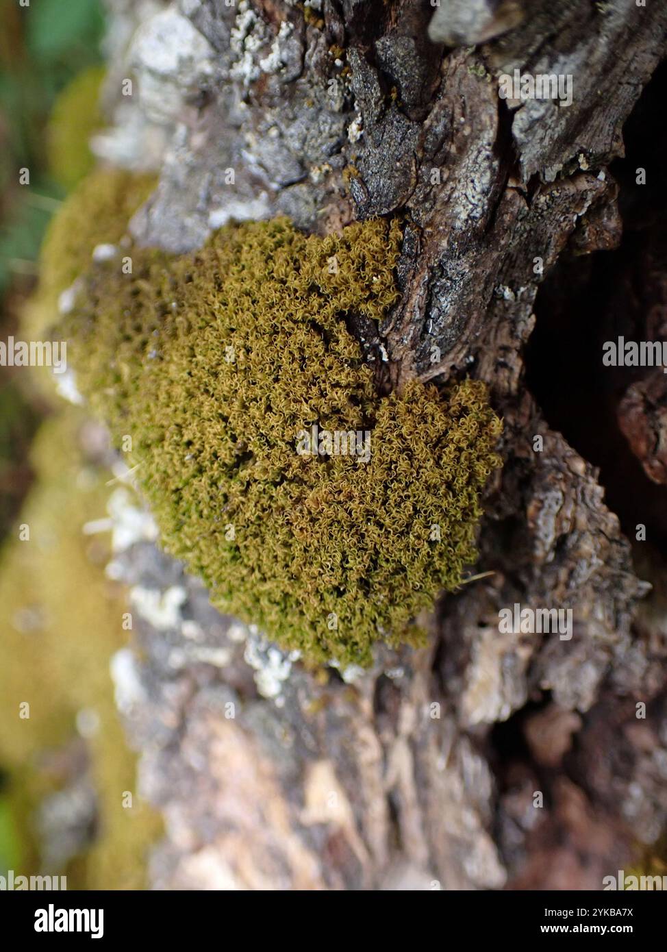 Cirrata hi-res stock photography and images - Alamy