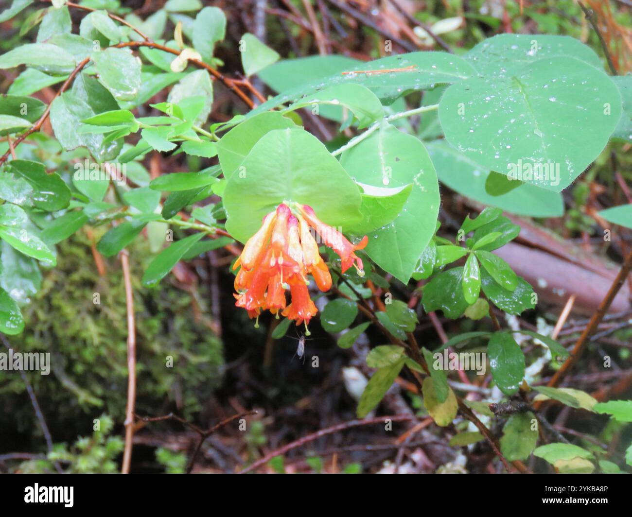 orange honeysuckle (Lonicera ciliosa Stock Photo - Alamy