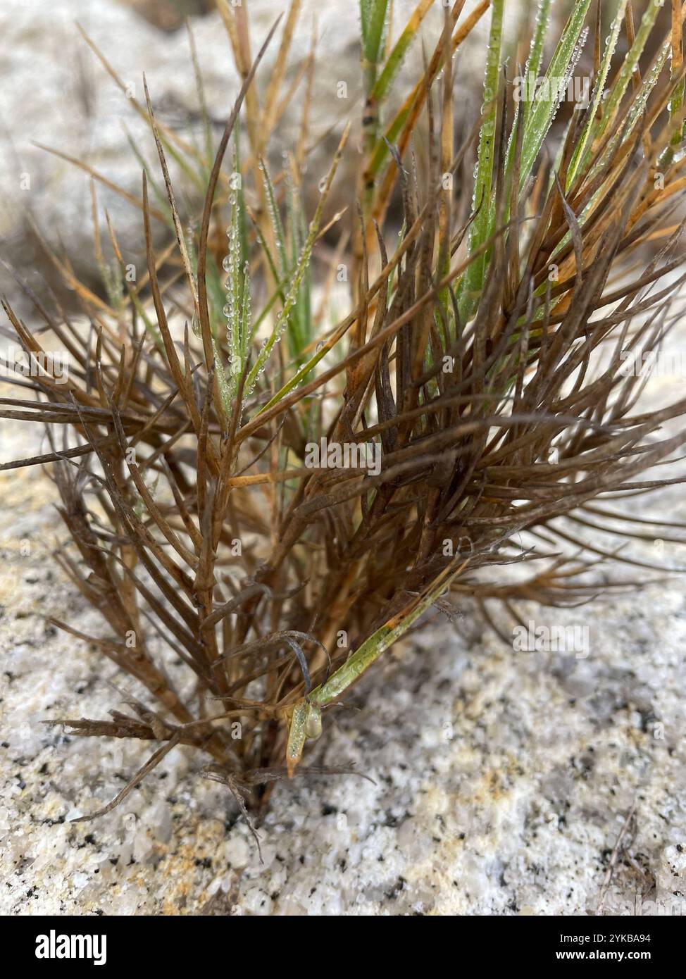 Saltgrass (Distichlis spicata Stock Photo - Alamy