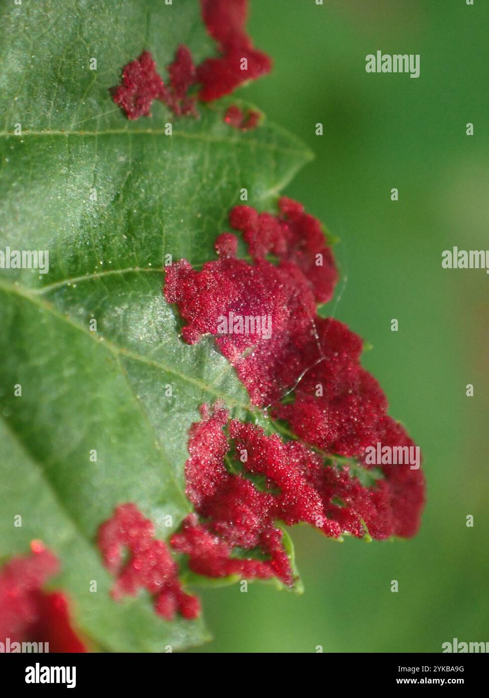 Rocky Mountain Maple Felt Mite (Aceria calaceris Stock Photo - Alamy