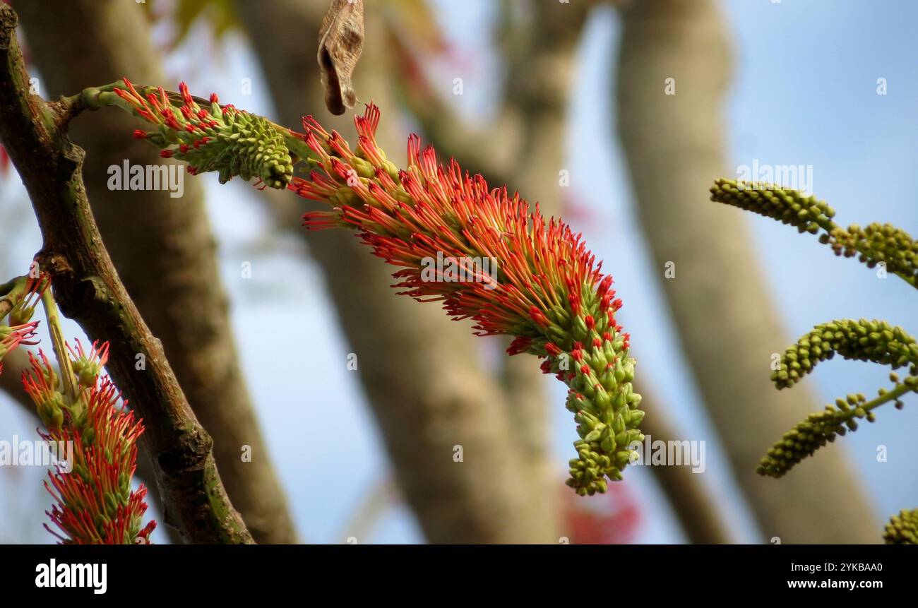 Pink Cedar (Acrocarpus fraxinifolius Stock Photo - Alamy