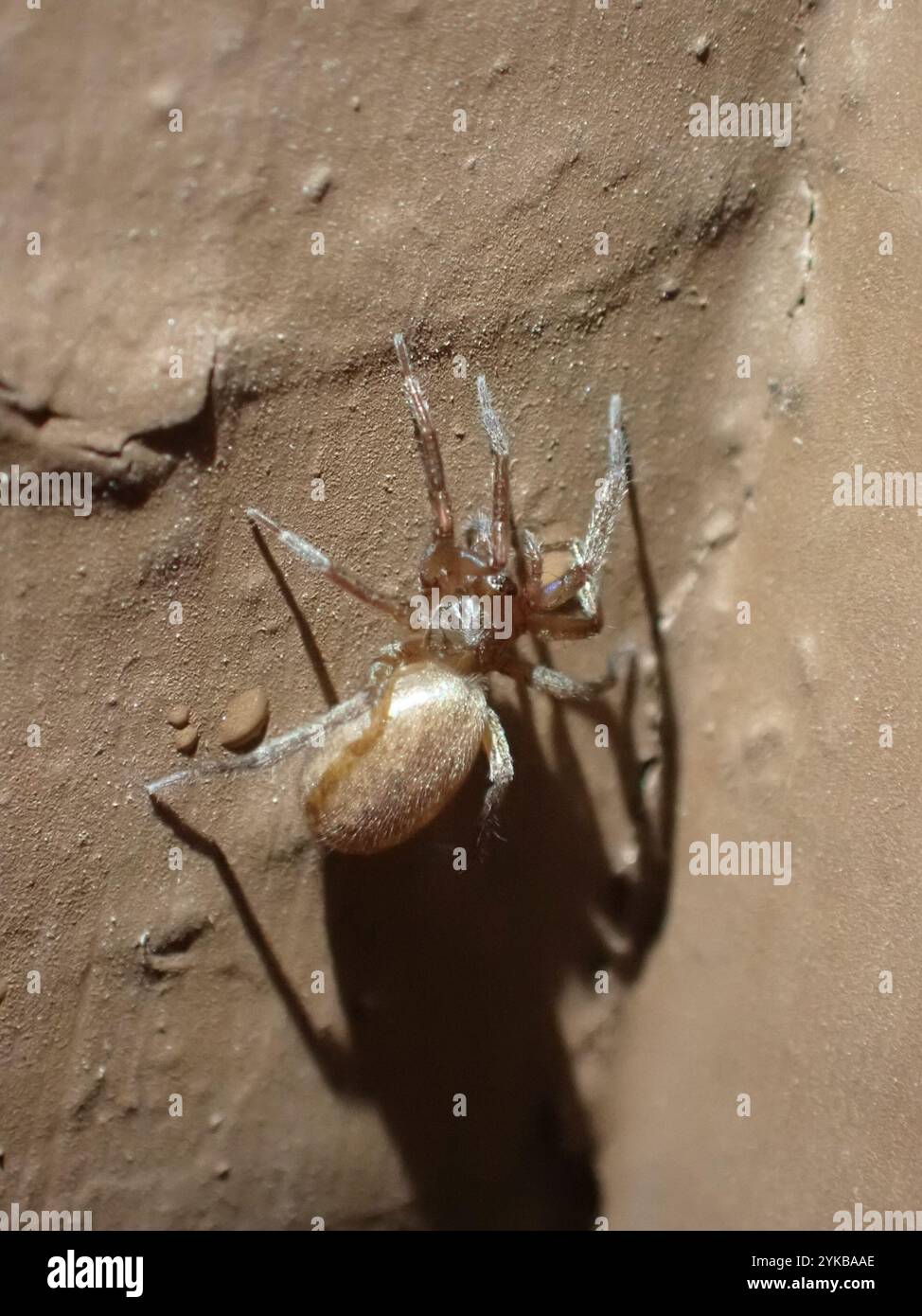 Typical Spiders (Araneomorphae Stock Photo - Alamy