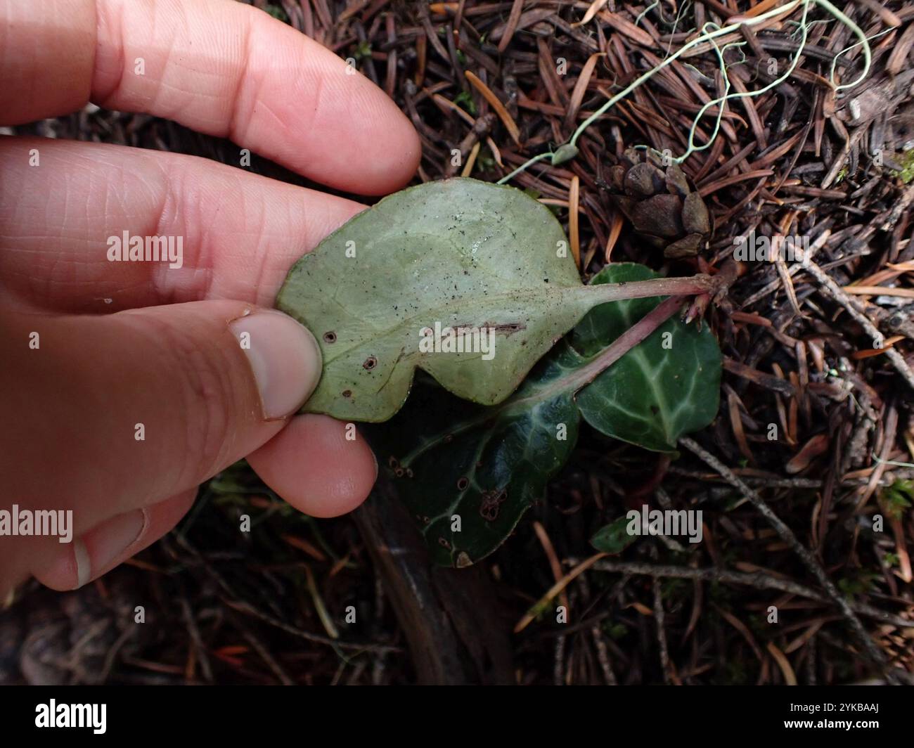 white-veined wintergreen (Pyrola picta Stock Photo - Alamy