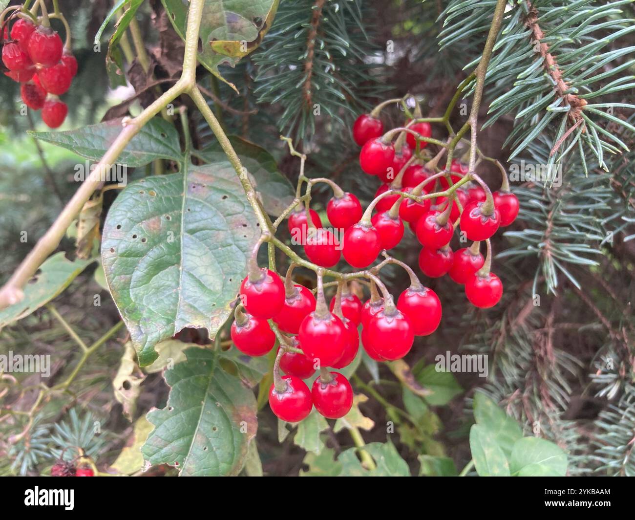 bittersweet nightshade (Solanum dulcamara Stock Photo - Alamy