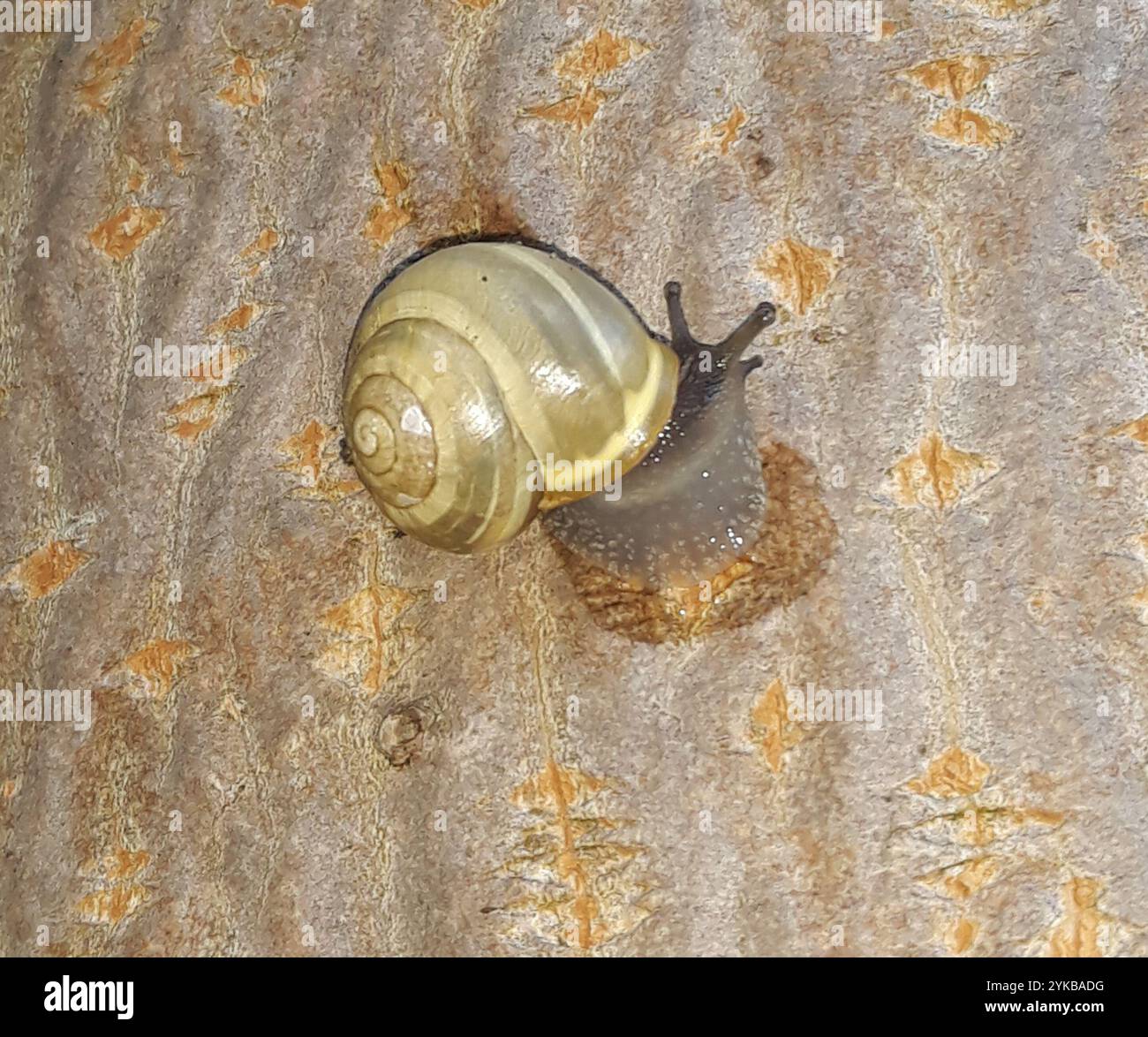 White-lipped Snail (Cepaea hortensis Stock Photo - Alamy