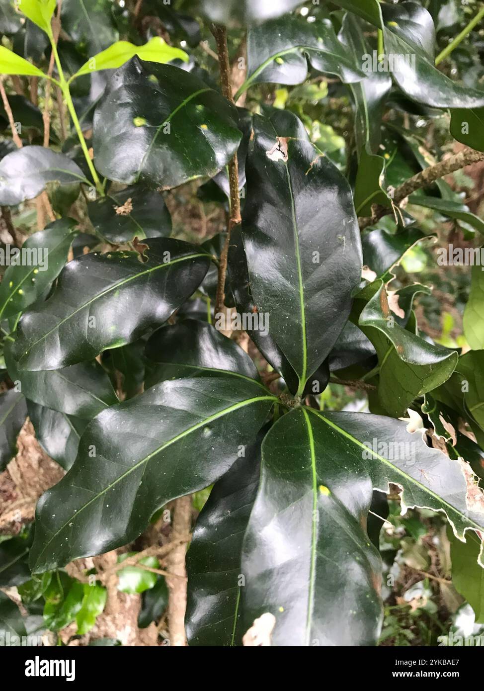 Nestegis apetala hi-res stock photography and images - Alamy