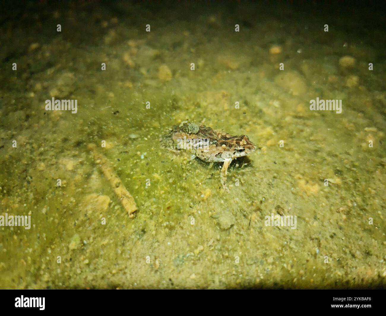 Common Eastern Froglet (Crinia signifera Stock Photo - Alamy