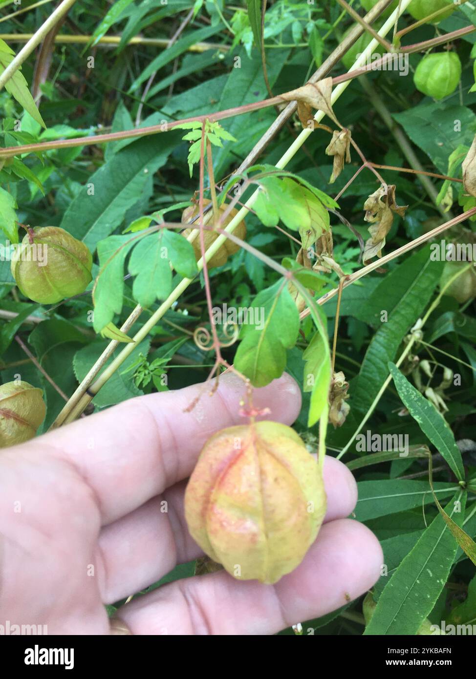 Lesser balloon vine hi-res stock photography and images - Alamy