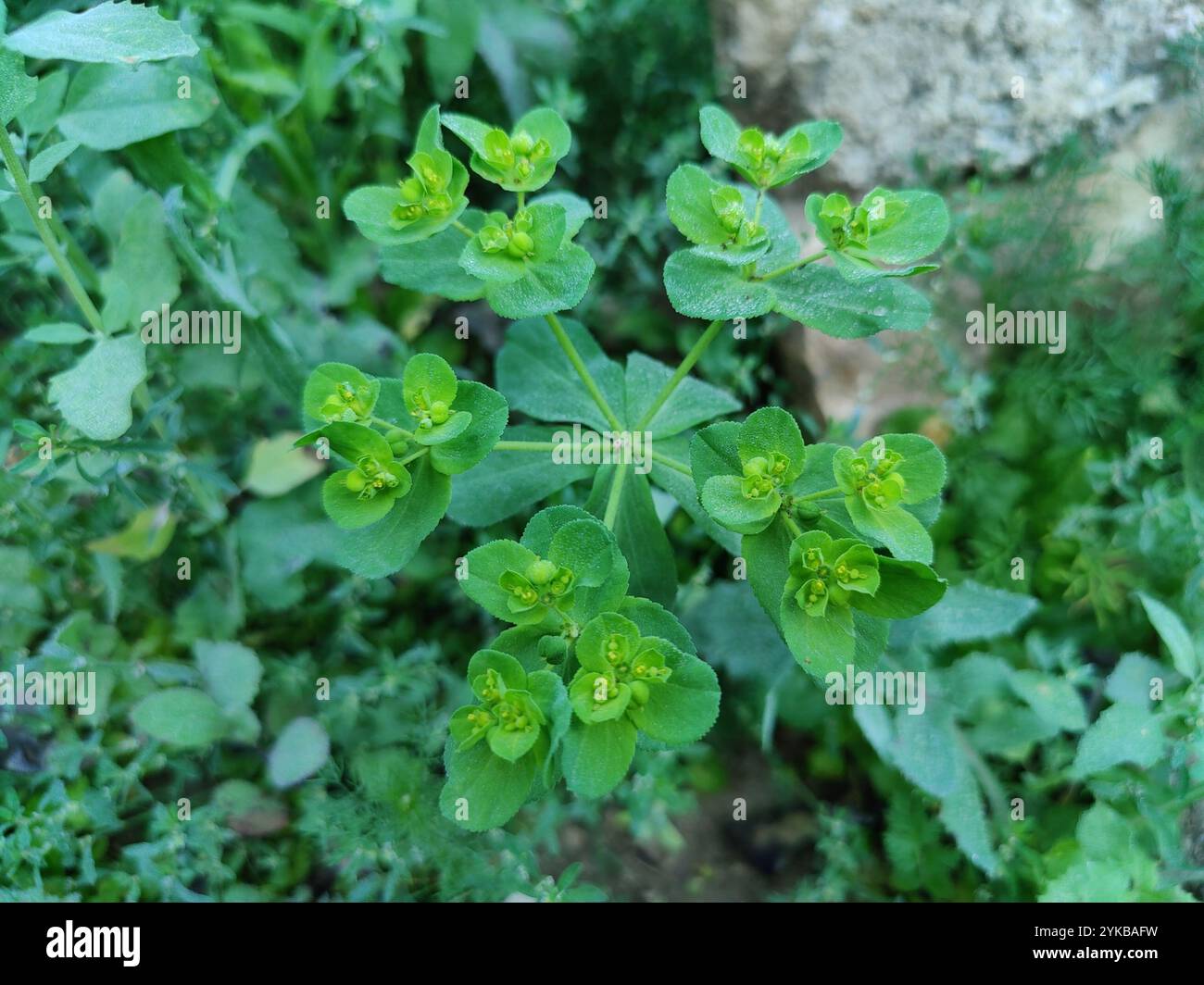 Sun spurge (Euphorbia helioscopia Stock Photo - Alamy