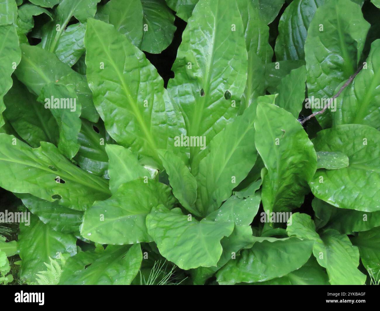 western skunk cabbage (Lysichiton americanus Stock Photo - Alamy
