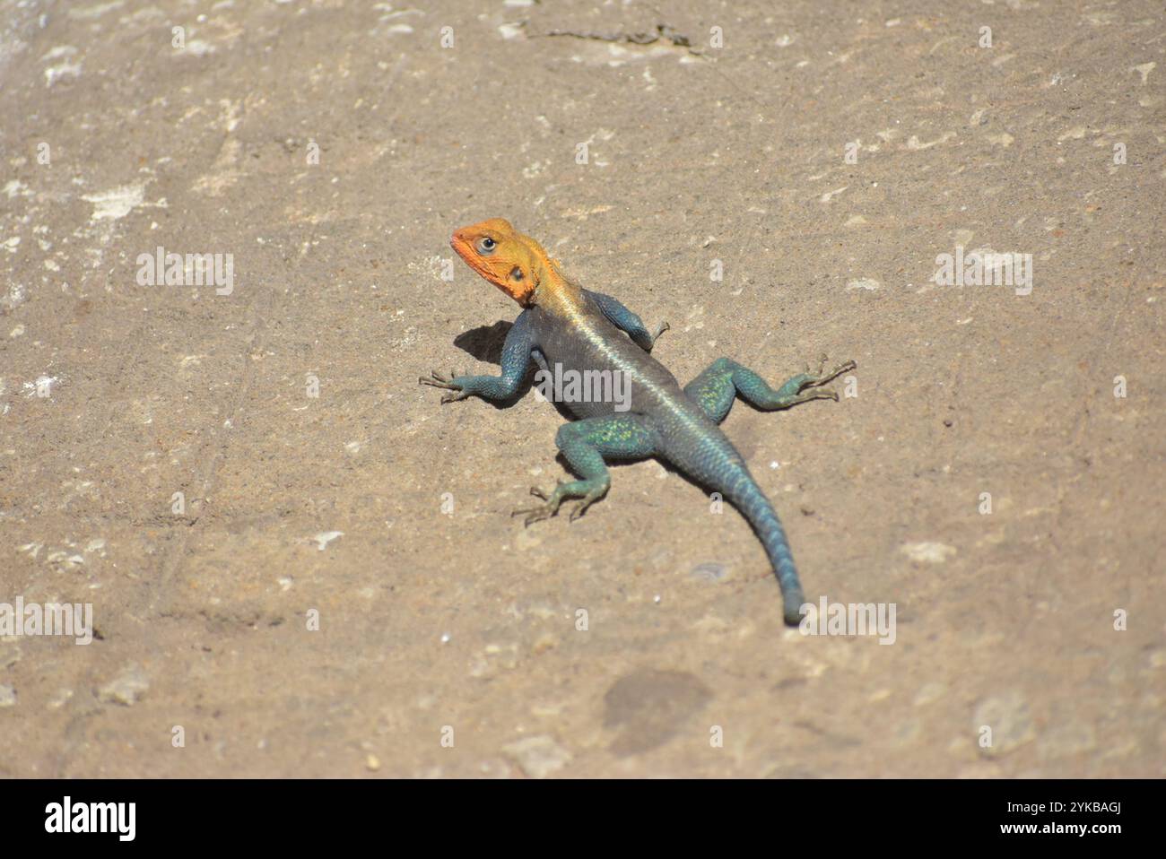 Kenyan Rock Agama (Agama lionotus Stock Photo - Alamy