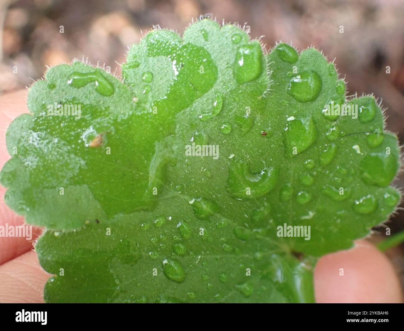 Heuchera cylindrica hi-res stock photography and images - Alamy