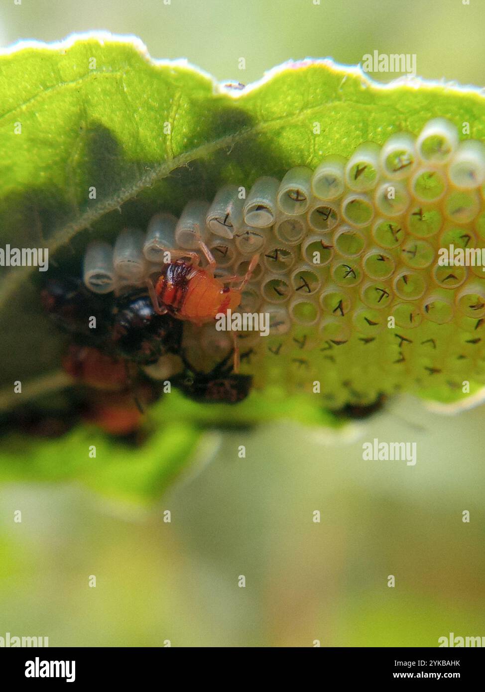 Southern Green Stink Bug (Nezara viridula Stock Photo - Alamy Southern Green Stink Bug (Nezara viridula Stock Photo - Alamy