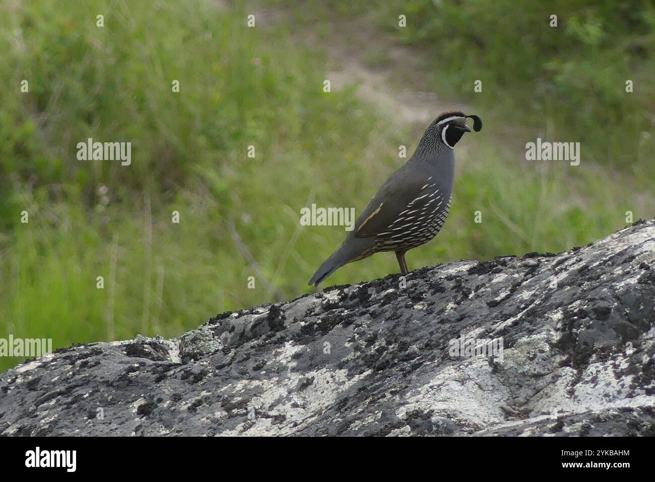California Quail (Callipepla californica Stock Photo - Alamy