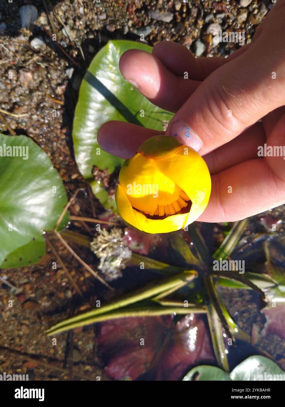 Variegated Yellow Pond-Lily (Nuphar variegata Stock Photo - Alamy