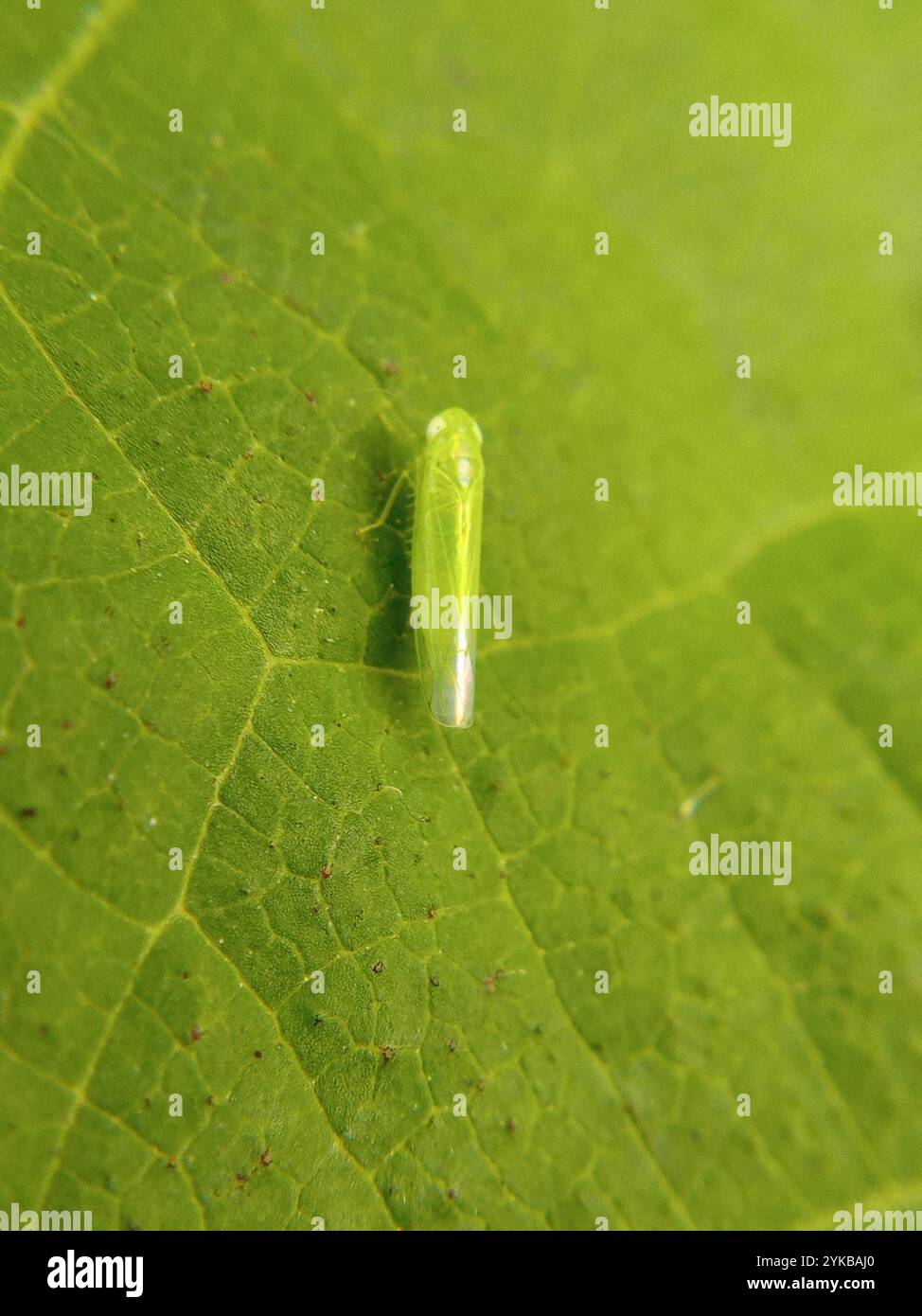 Empoasca hi-res stock photography and images - Alamy