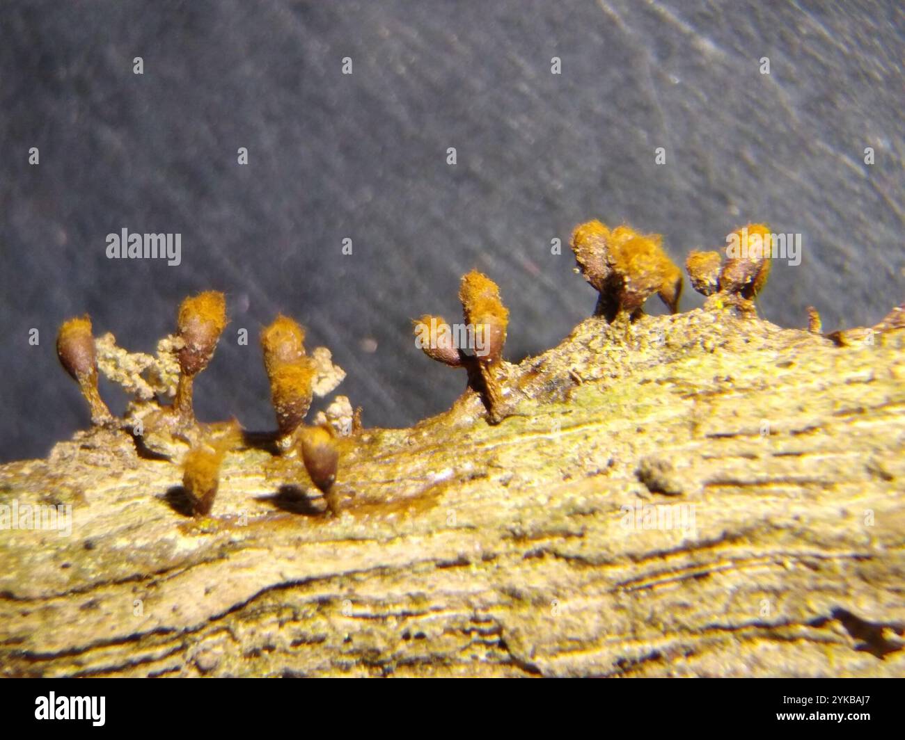 Trichia botrytis hi-res stock photography and images - Alamy