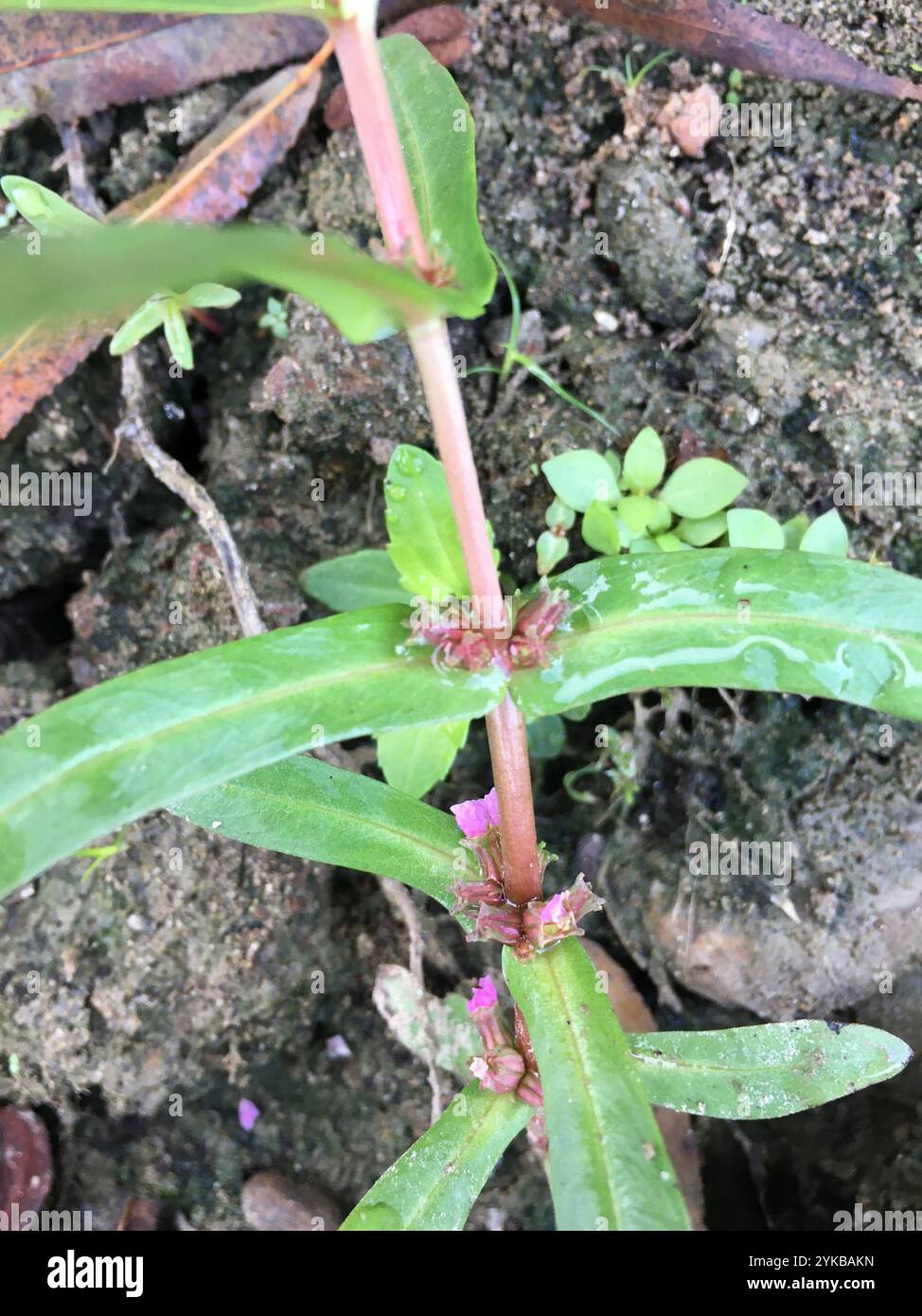 Scarlet Toothcup (Ammannia coccinea Stock Photo - Alamy