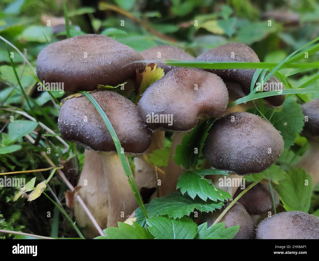 honey mushrooms (Armillaria Stock Photo - Alamy