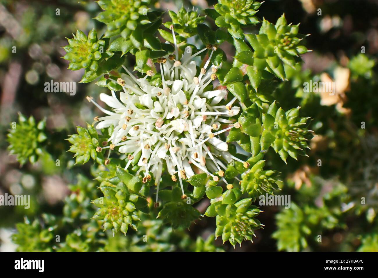 Garlic Buchu (Agathosma apiculata Stock Photo - Alamy