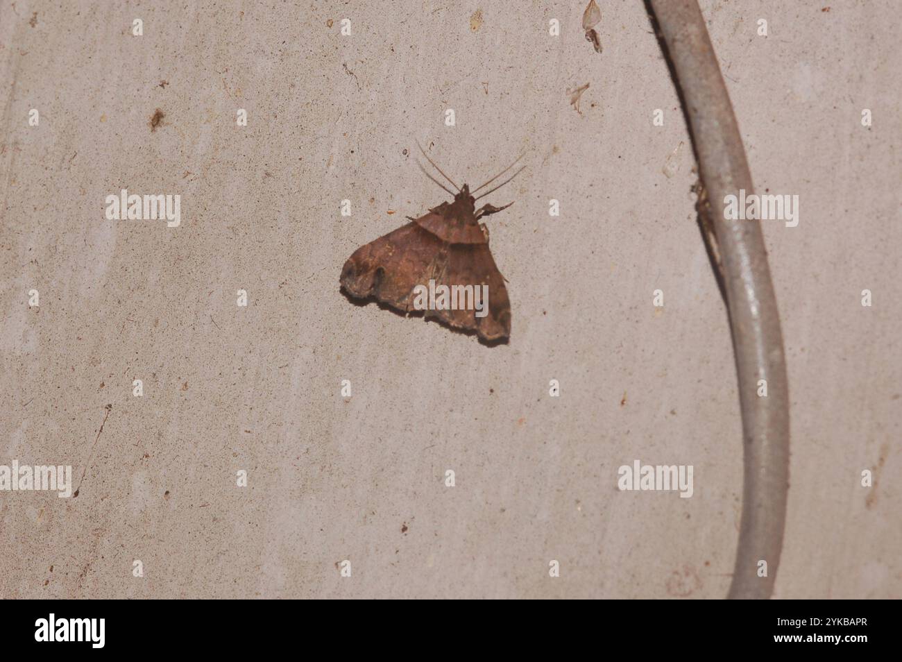 Ambiguous Moth (Lascoria ambigualis Stock Photo - Alamy